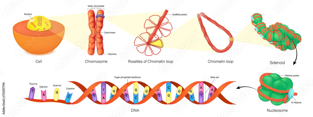 Cell, Chromosome structure, rosettes of chromatin loop, solenoid ...