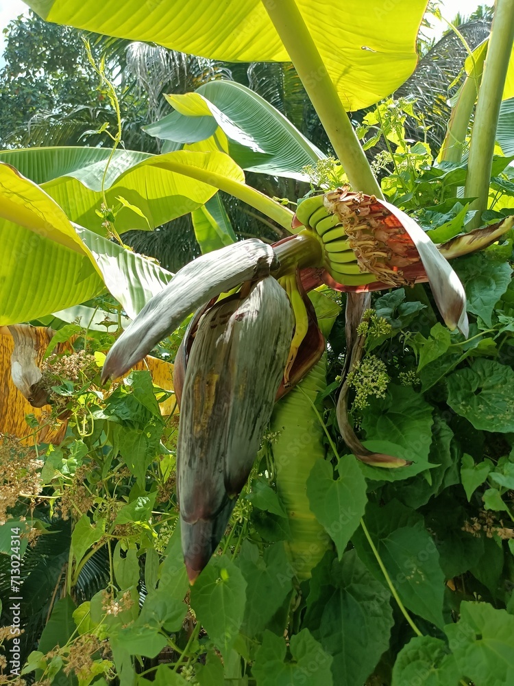 Foto de Banana or Pygmy Shrew, Musa acuminata, Musa balbisiana, banana ...