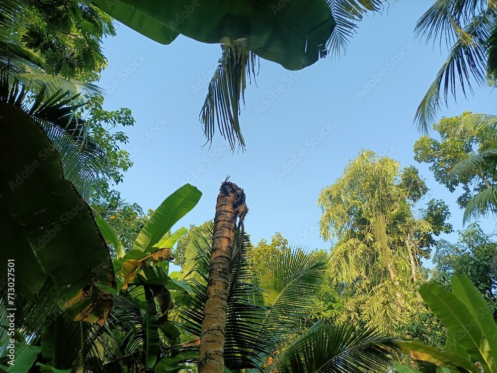 Plants are the eukaryotes that form the kingdom Plantae, they are ...