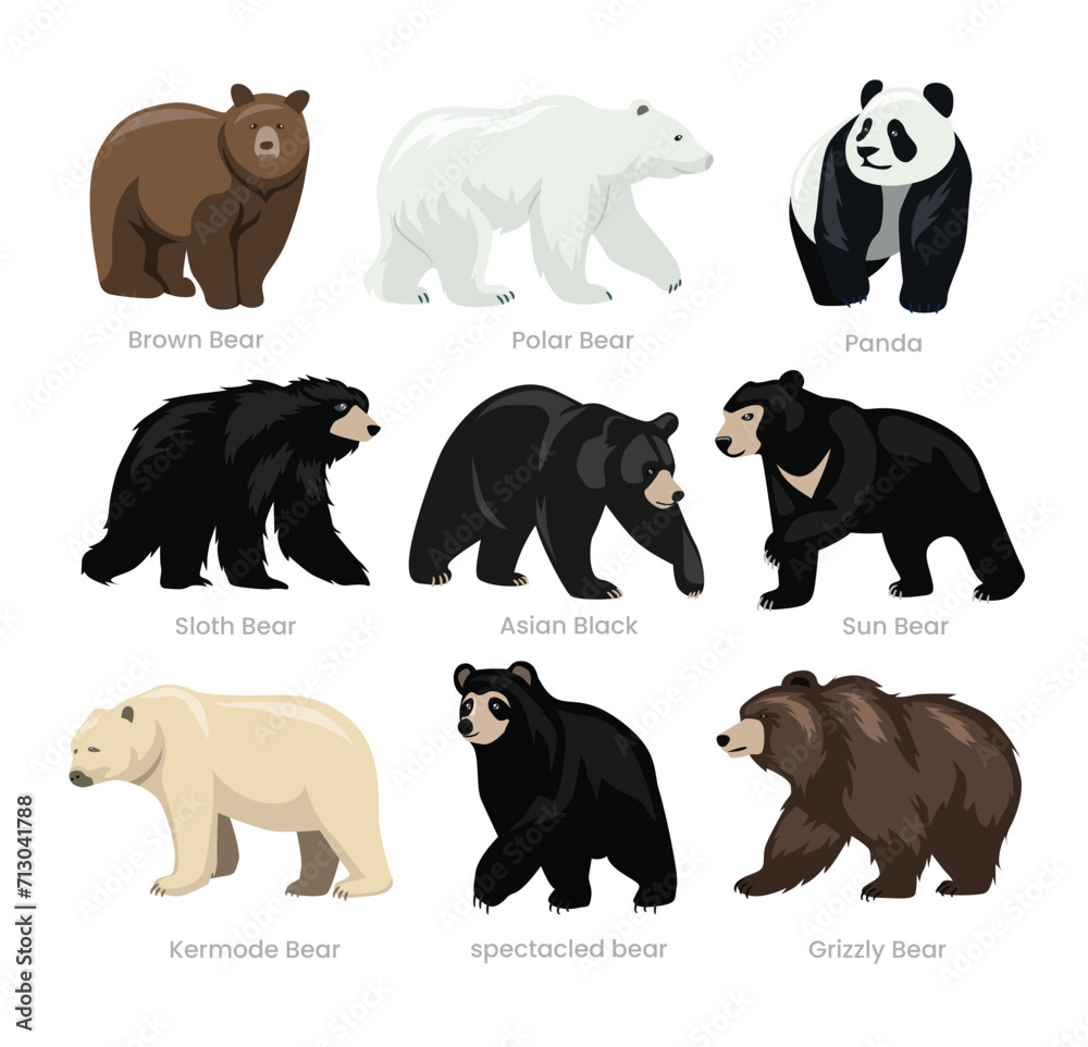 Different types of bear set collection, domestic bear cartoon, beast ...