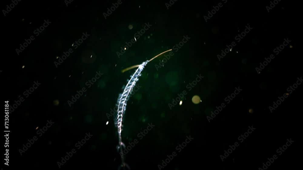 Underwater, tiny deep sea marine life larvae floating in the dark ...