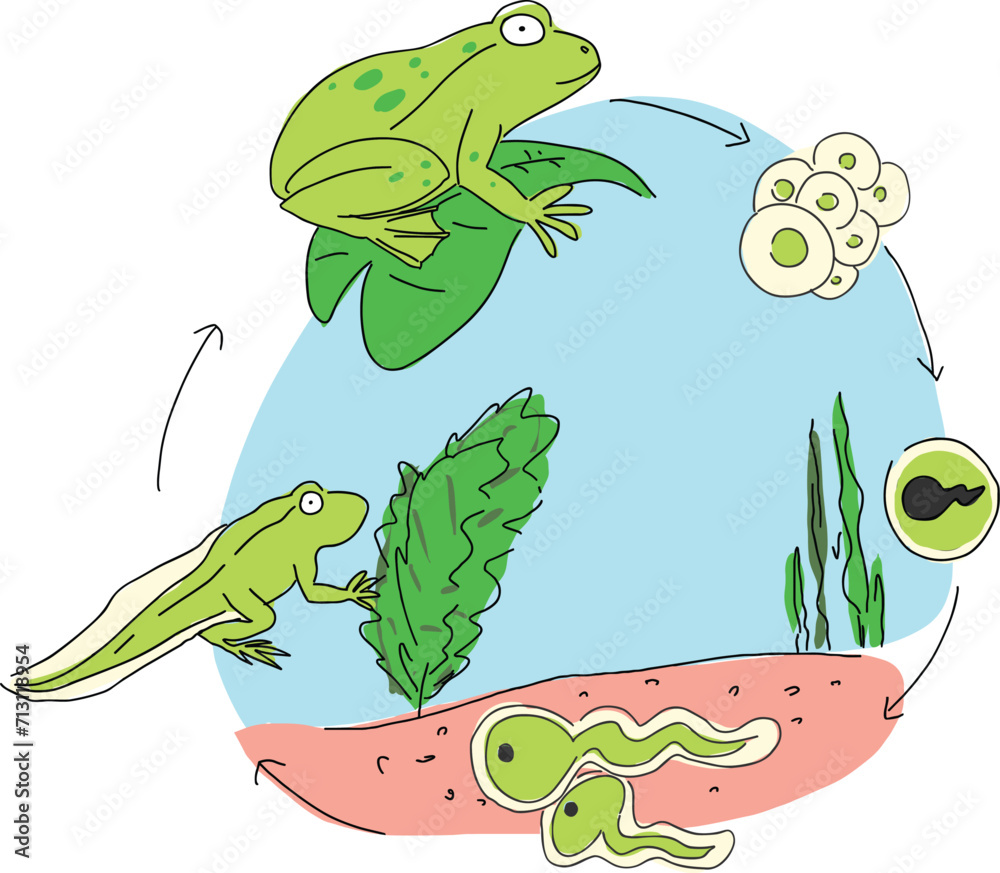 Life cycle of a frog. Amphibian reproduction. Lifecycle Frogs. Grow ...