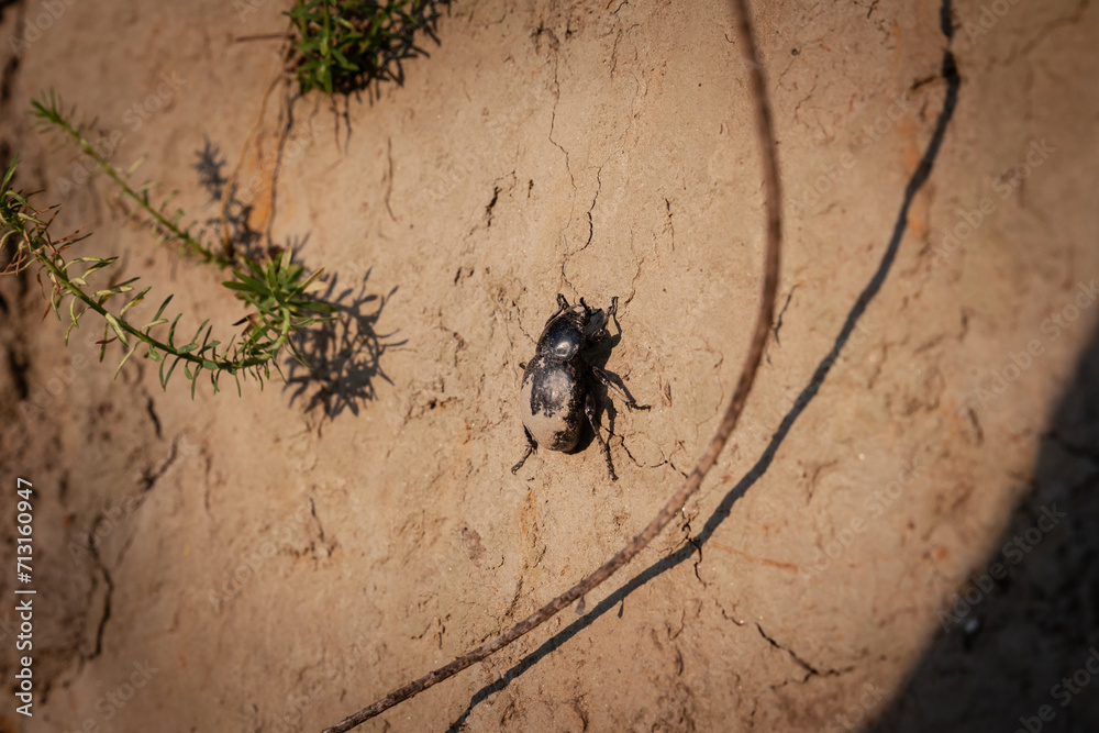 Selective blur on a black dung beetle walking on the mud in titelski ...