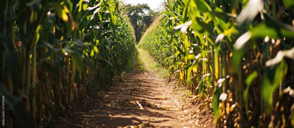 A corn maze or maize maze maze cut out of a corn field Narrow path ...