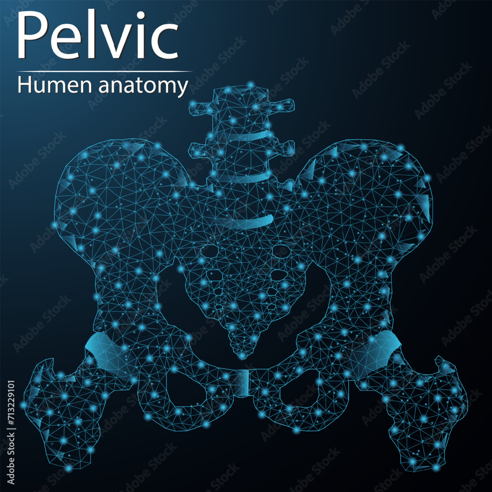 Human bones of the pelvis and hip anatomy organ translucent low poly ...