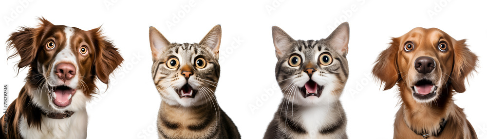 Collection of Close-up Portraits of Surprised Crazy Pets, Including a ...