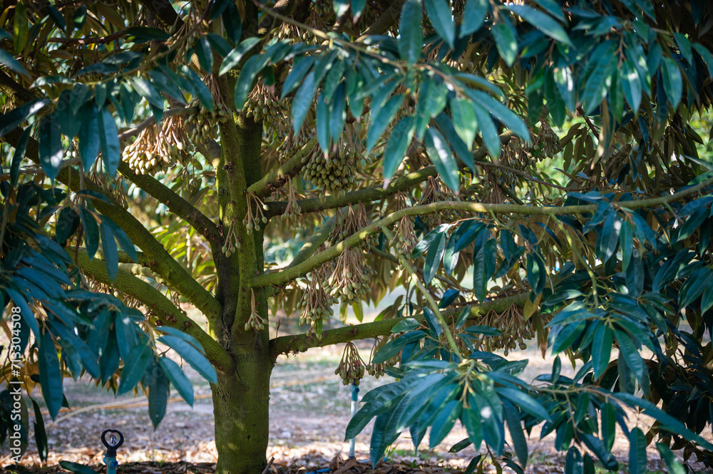 Durian flowers on the durian tree are attached to the branches. Stock ...