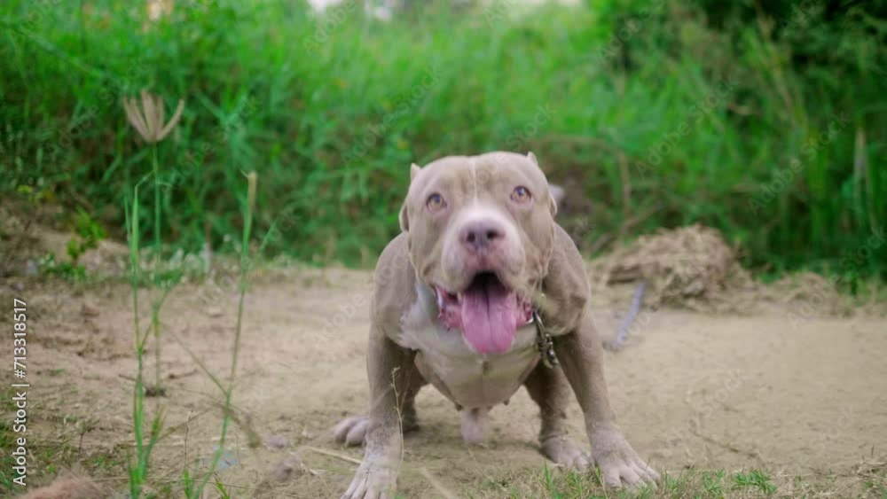 Vidéo Stock A chained American pit bull dog is barking all the time in ...