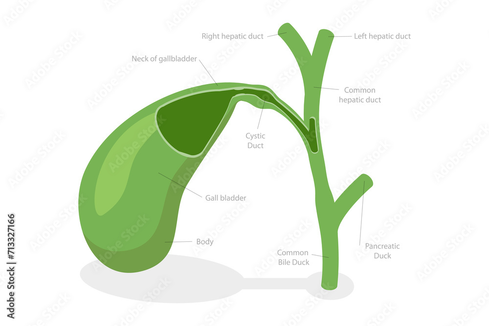 3D Isometric Flat Conceptual Illustration of Parts Of The Gallbladder ...