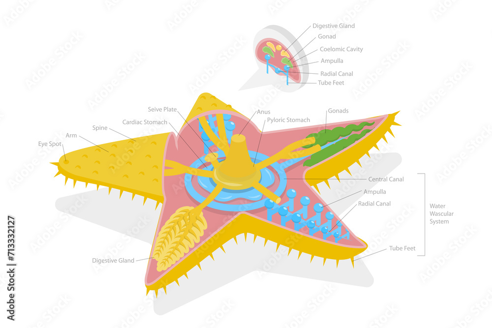 3D Isometric Flat Conceptual Illustration of Phylum Echinodermata ...
