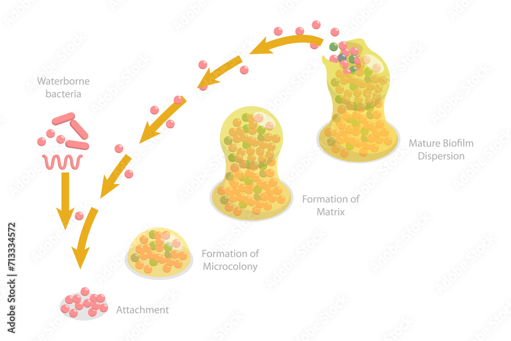 3D Isometric Flat Conceptual Illustration of Biofilm Formation Stages ...