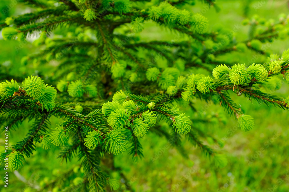 Young green fir-tree branches with small needles. Background from ...