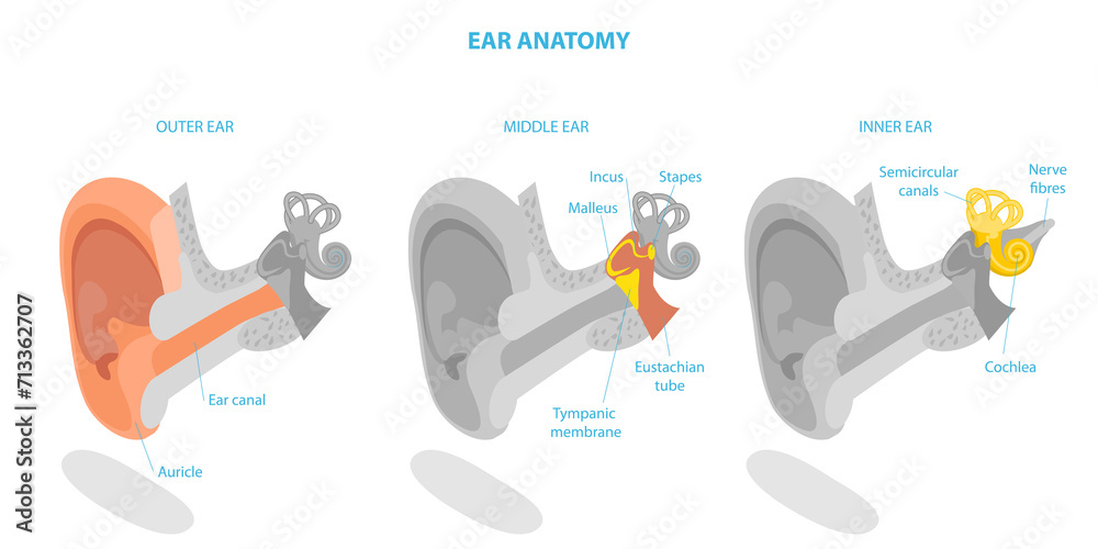 3D Isometric Flat Conceptual Illustration of Human Ear Anatomy, Labeled ...