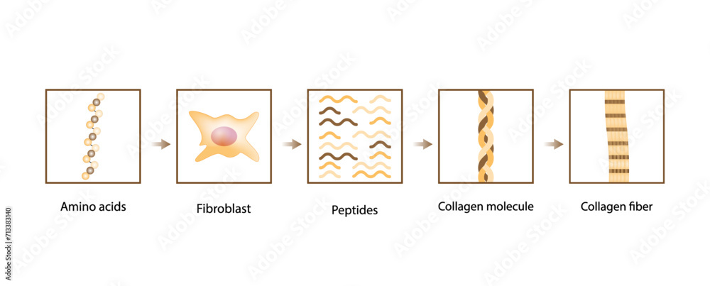 Collagen synthesis. From Amino acids, Peptides and Gelatin to Collagen ...