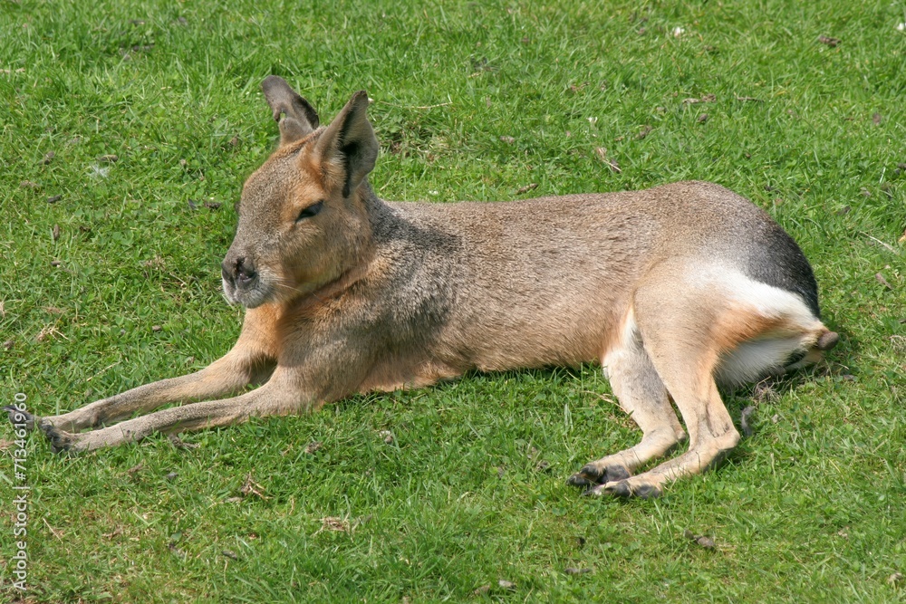 The capybara is the world's largest rodent, and the word "kapivar" means "lord of the grass" in ...