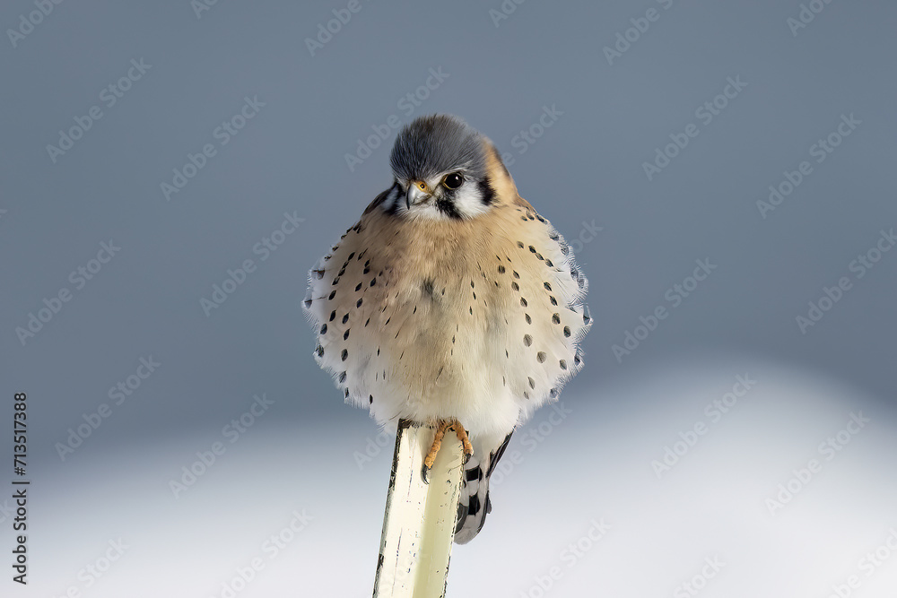 The American kestrel (Falco sparverius) is the smallest and most common ...