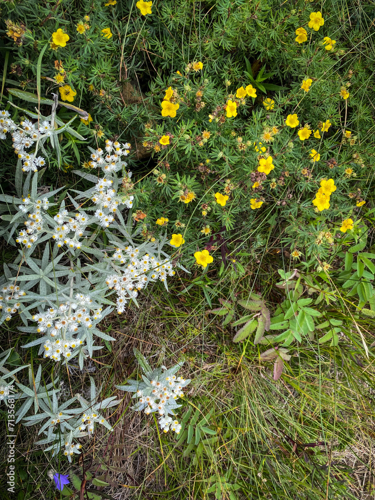 Western pearly everlasting (Anapahlis margaritacea) and Shrubby ...