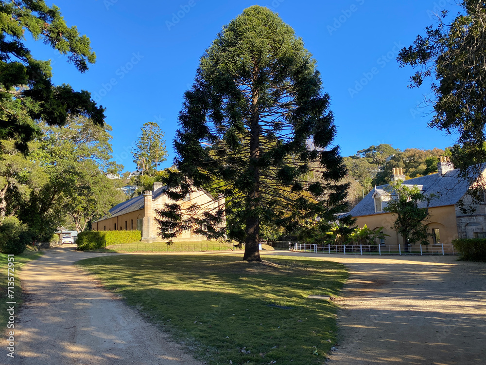 Tall tree in front of century-old ocre buildings in the village ...