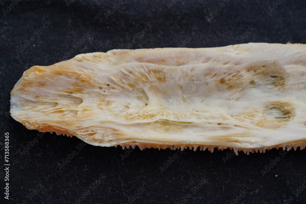 Structure of a dried tongue of a Pirarucu fish (Arapaima gigas), taste ...