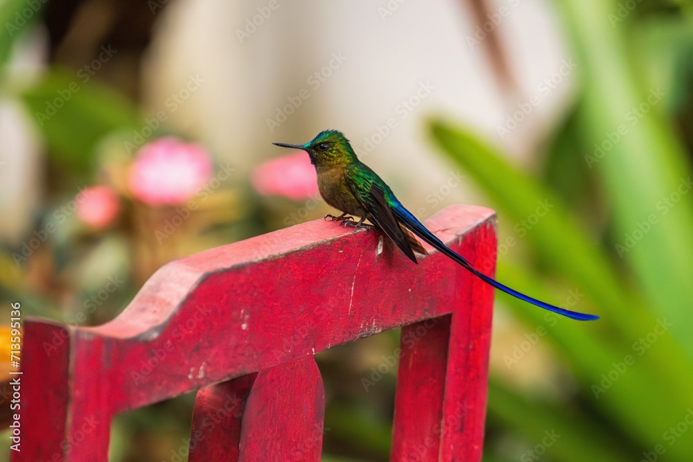 Violet-tailed Sylph - Aglaiocercus coelestis, beautiful long tailed ...