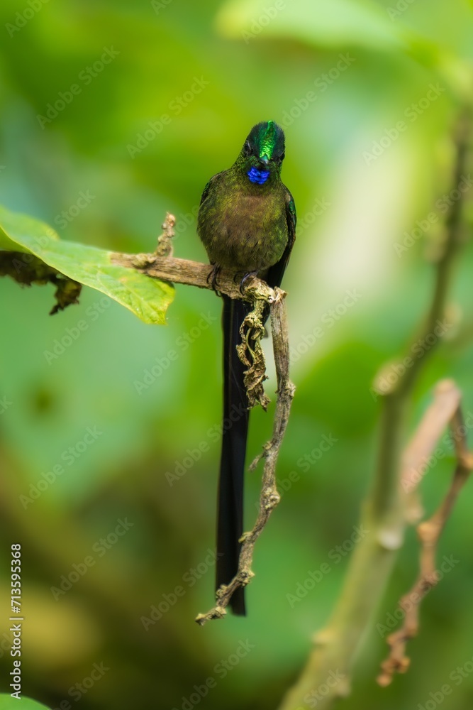 Violet-tailed Sylph - Aglaiocercus coelestis, beautiful long tailed ...
