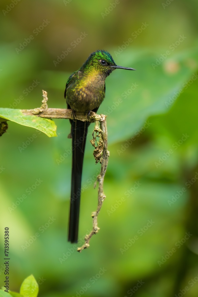 Violet-tailed Sylph - Aglaiocercus coelestis, beautiful long tailed ...