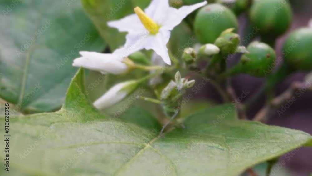 Mantis (probably Spondromantis viridis) hiding in green leaves ...