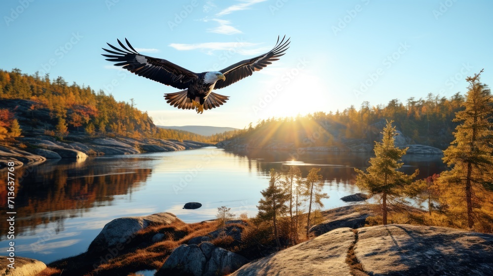 Eagle's Eyrie: Exploring the Magnificent Habitat of a Majestic Bald ...