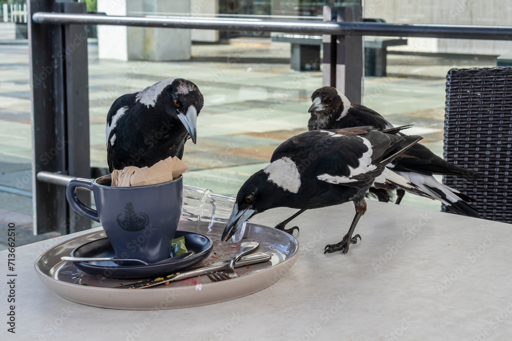 Photograph of Australian Magpies foraging for food on an outdoor cafe ...