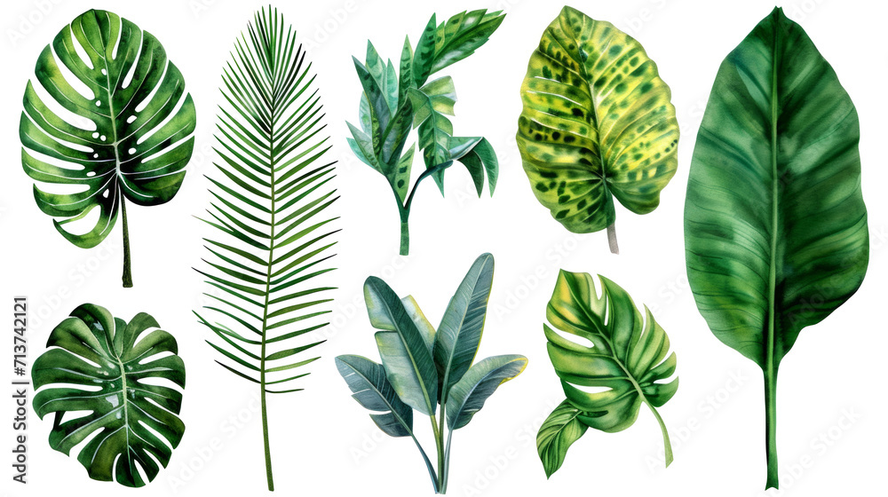 Set Collection Watercolor tropical leaves Modern green tropical leaves ...