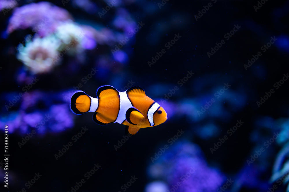 Clown fish. Amphiprion ocellaris. Amphiprioninae. Fish in reef ...