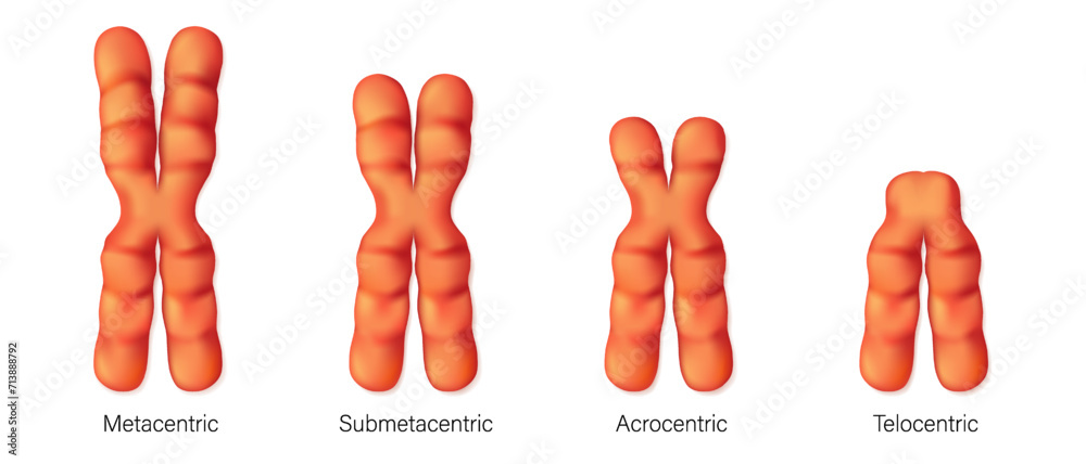 Structure of chromosome types vector. Metacentric, Submetacentric ...