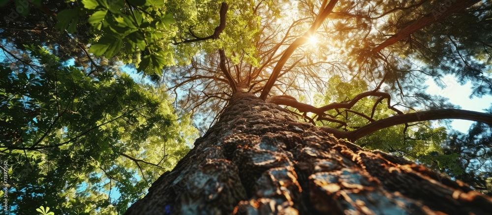 Foto de Forest trees guardians of biodiversity contribute to global ...