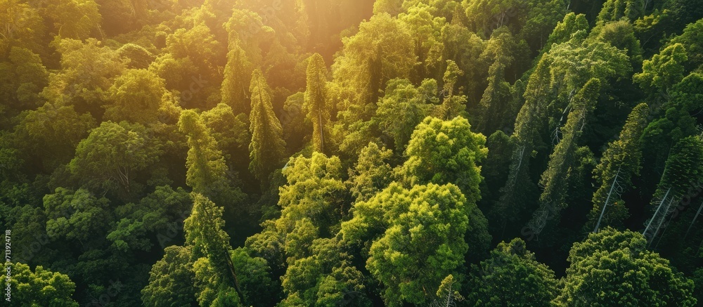 Forest trees guardians of biodiversity contribute to global carbon ...