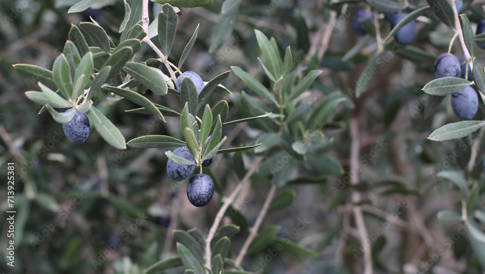 Macro shot of olive trees in garden of village house where organic ...