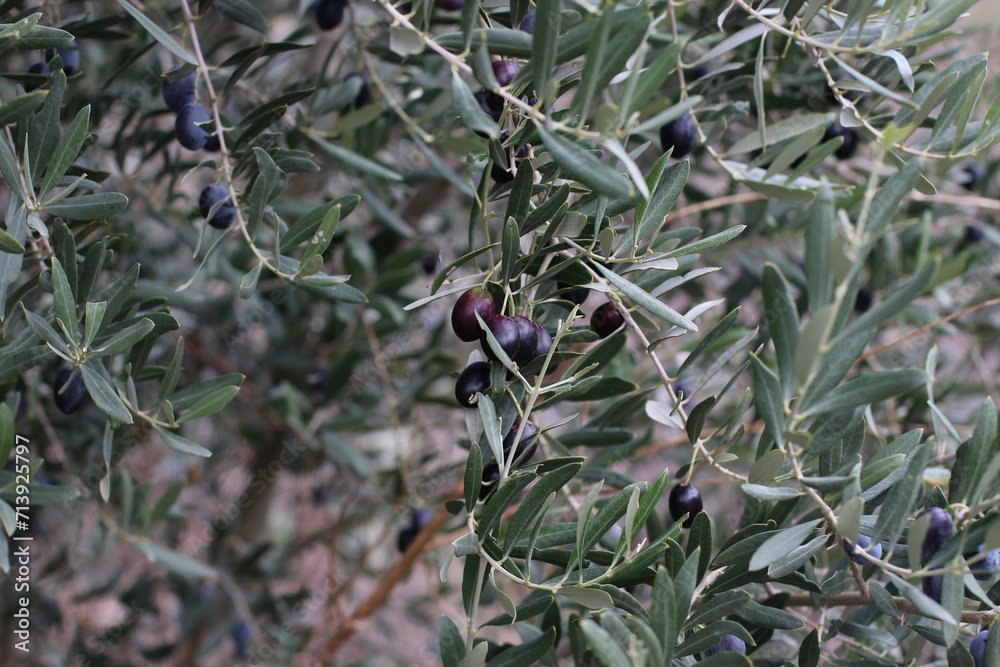 Macro shot of olive trees in garden of village house where organic ...