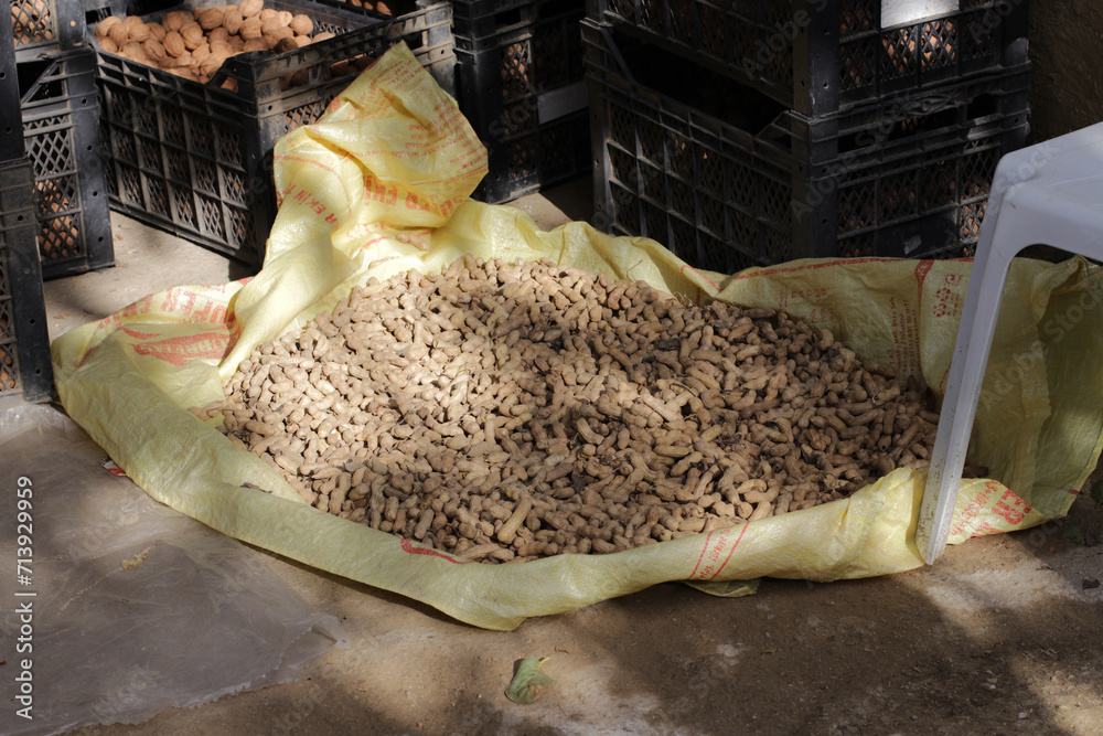 Organic, natural agriculture in garden of village house. Hard-shelled ...