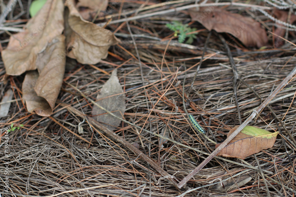 Forest floor consisting of pine trees intertwined with nature. Pine ...