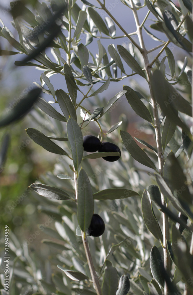 Macro shot of olive trees in garden of village house where organic ...