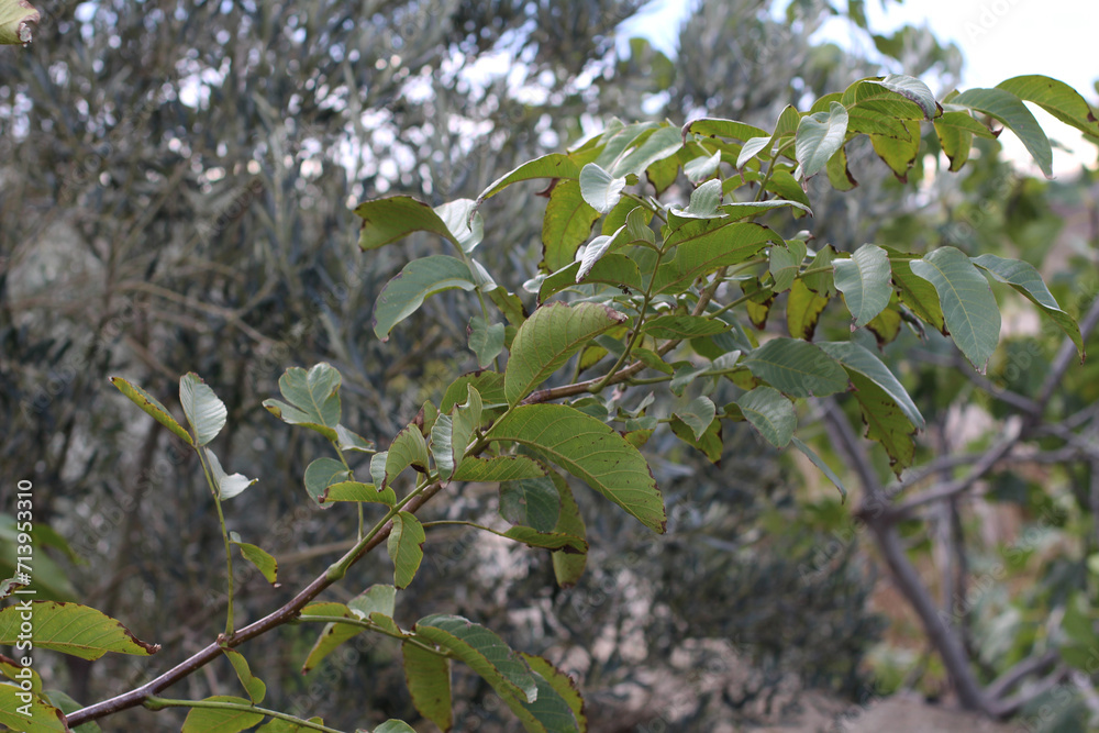 majestic fruit-bearing tree in forest intertwined with nature. The cold ...