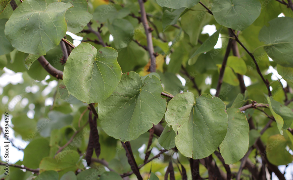 majestic, wonderfully flowering Judas tree in forest, surrounded by ...