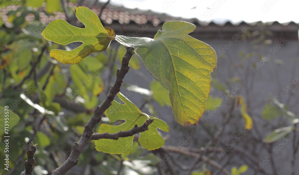 Fig tree with magnificent leaves in the forest surrounded by nature ...