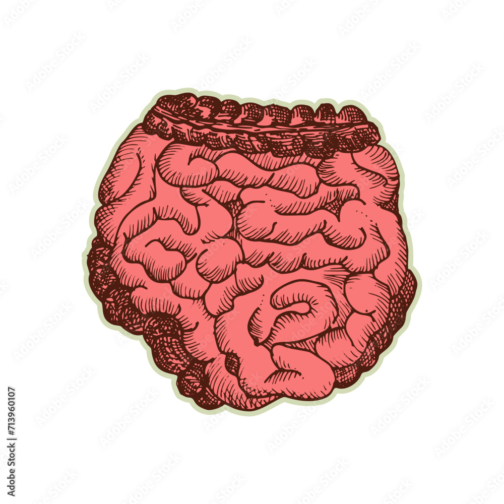 Sticker of human intestines. Vintage anatomy engraving sketch organ ...