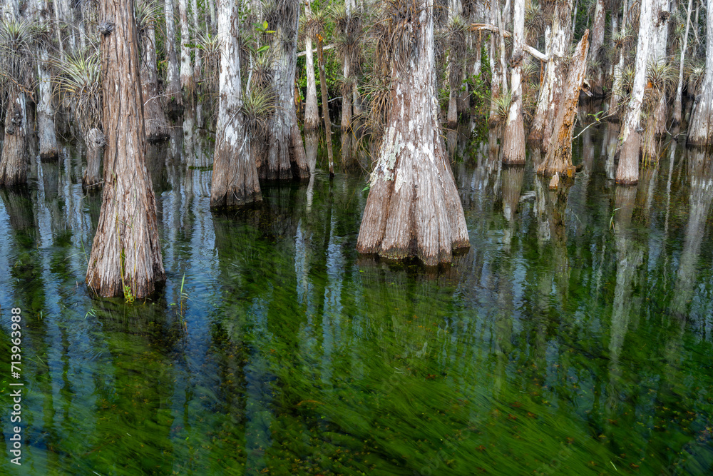 Cypress trees in a swamp with green string algae in the water and white ...