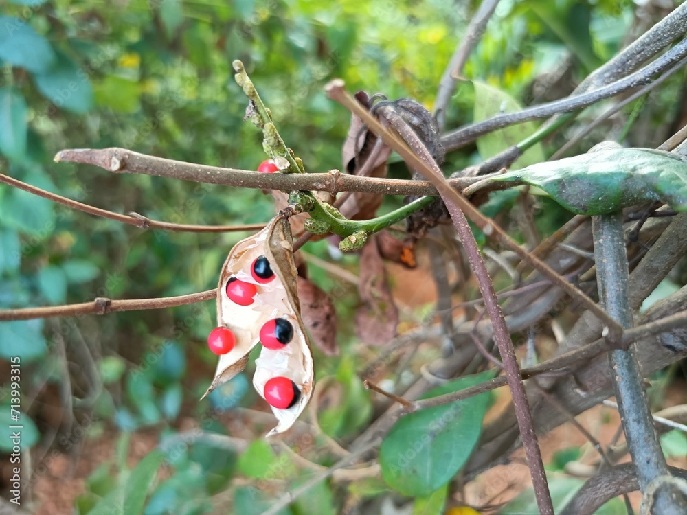 Abrus precatorius, commonly known as jequirity bean or rosary pea, is a ...
