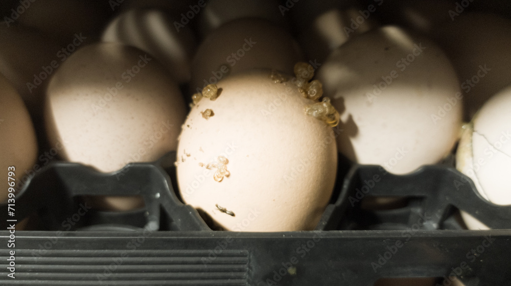 The explode eggs on the tray trolley.The egg explodes in the tray ...