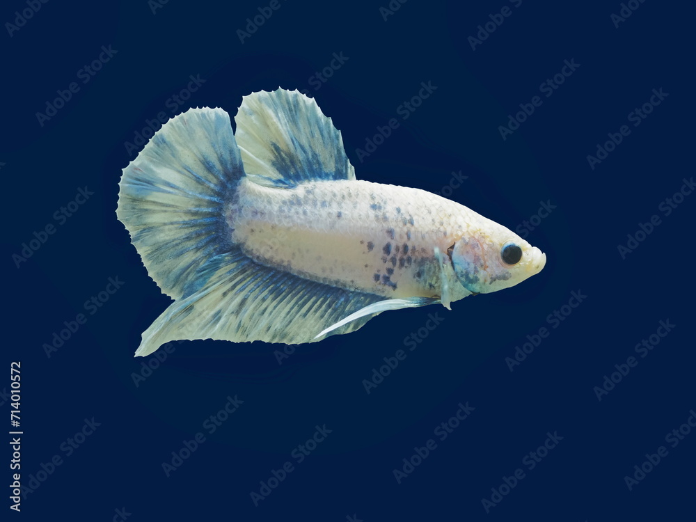 view of a white siamese fighting fish or betta splendens half-moon tail ...