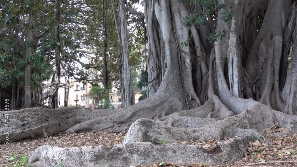 Palermo, Sicily, Italy The large Ficus Macrophylla tree growing in the ...