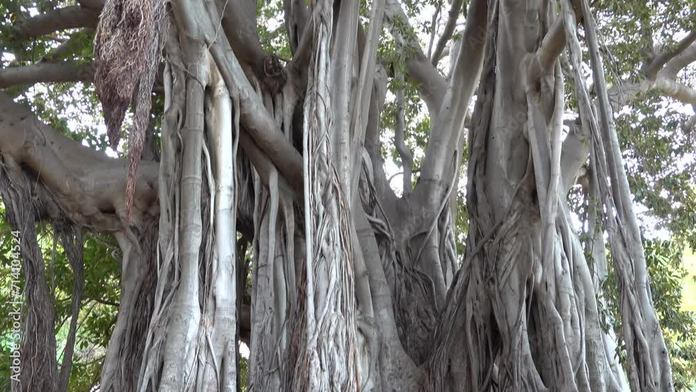 Palermo, Sicily, Italy The large Ficus Macrophylla tree growing in the ...