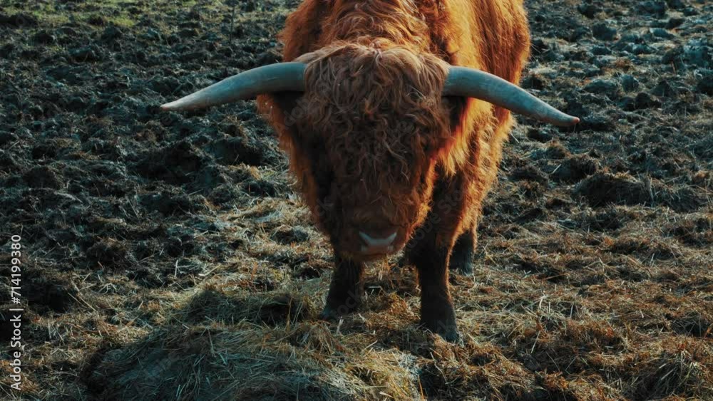 Cinematic footage, Beautiful horned Highland Cattle at Sunrise on a ...